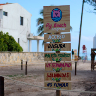 Como Bahamas, Progreso ya tiene su “Pig Beach” – InformatYucatán