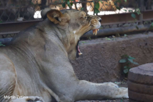 Zoológico de Mérida cumple 111 años – InformatYucatán